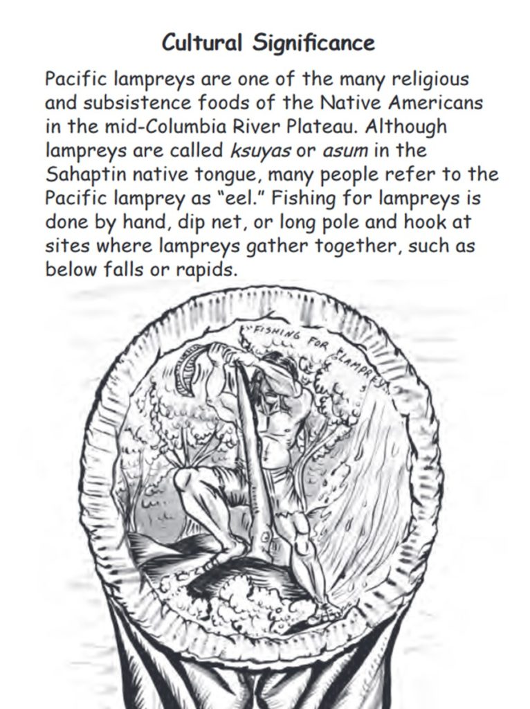 Lamprey Coloring Sheet 3 - REACH Museum