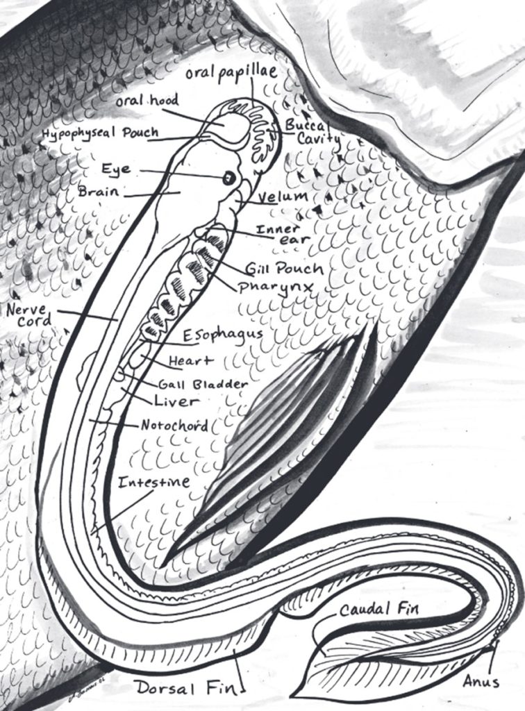Lamprey Coloring Sheet 4 - REACH Museum