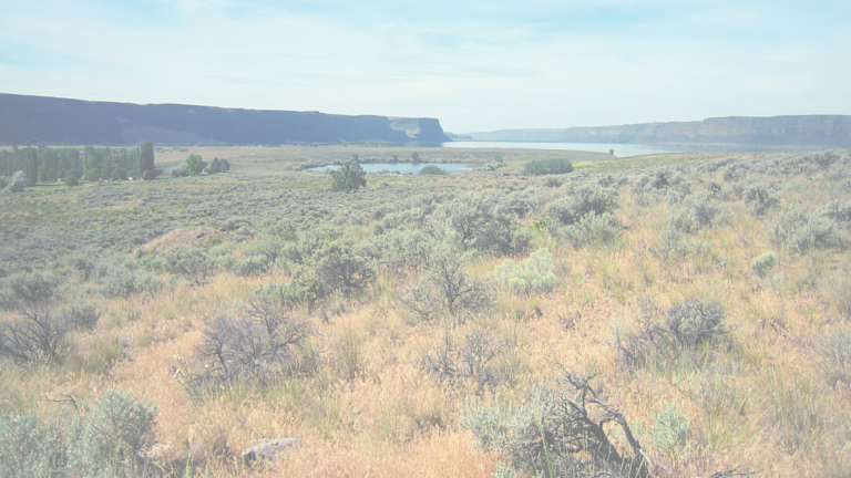 shrub-steppe background - REACH Museum