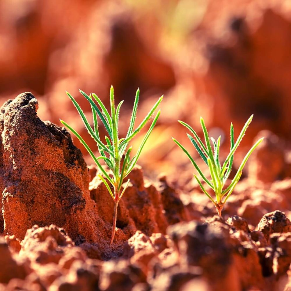 Shrub-steppe Ecosystems - REACH Museum