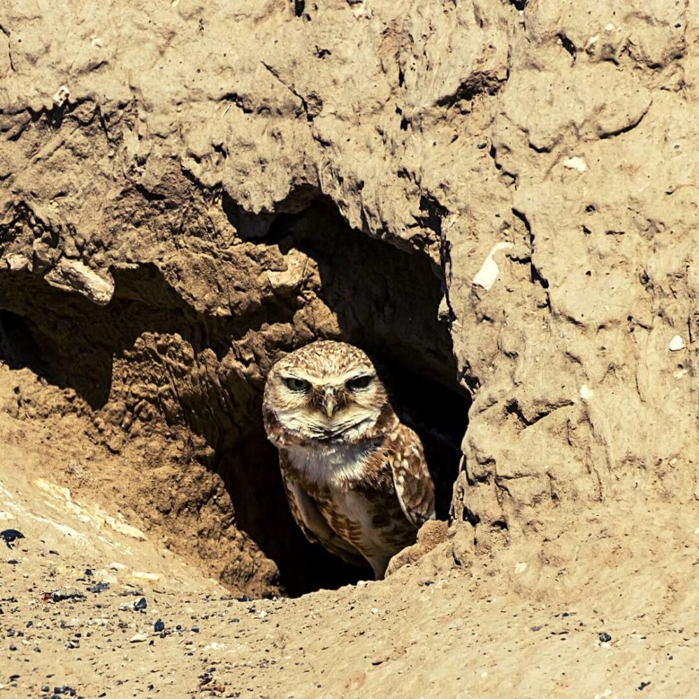 Shrub-steppe Ecosystems - REACH Museum