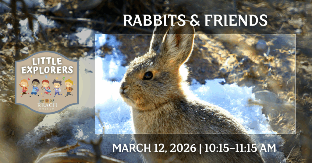 Little Explorers: Rabbits & Friends - REACH Museum